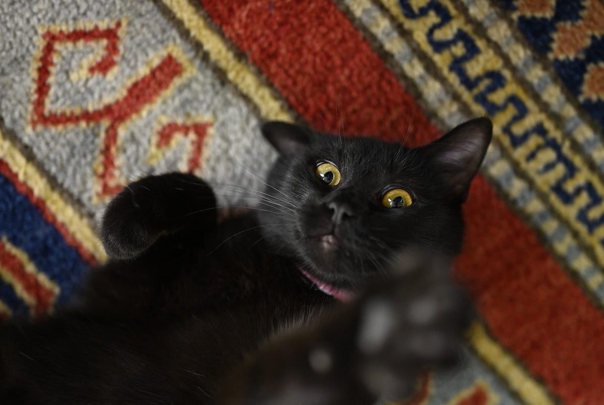 Cats are basically dogs with autism. | by Brian P | Medium