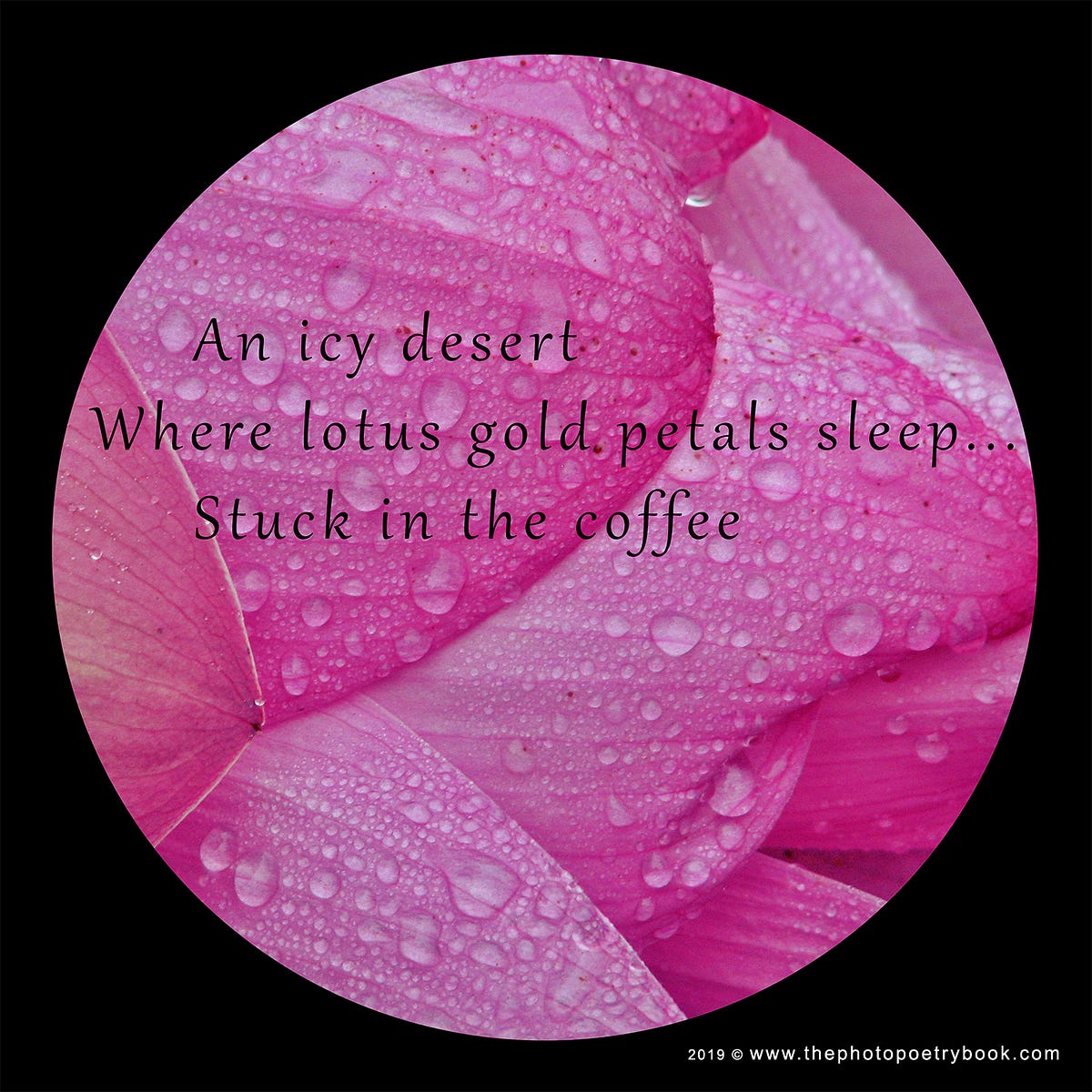 Lotus — a Photo Haiku. An icy desert | by Daciana Lipai | Haiku Hub ...
