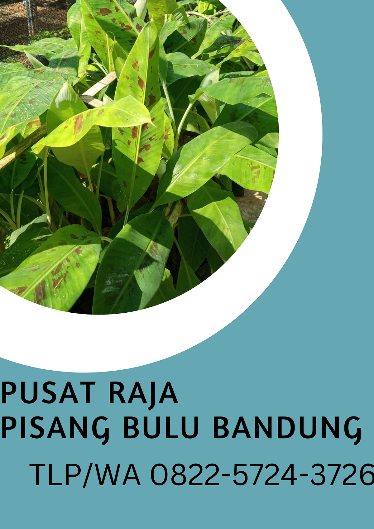 TLP/WA 0813–2038–1353 , Agen bibit pisang raja bulu Karo | by Jual ...