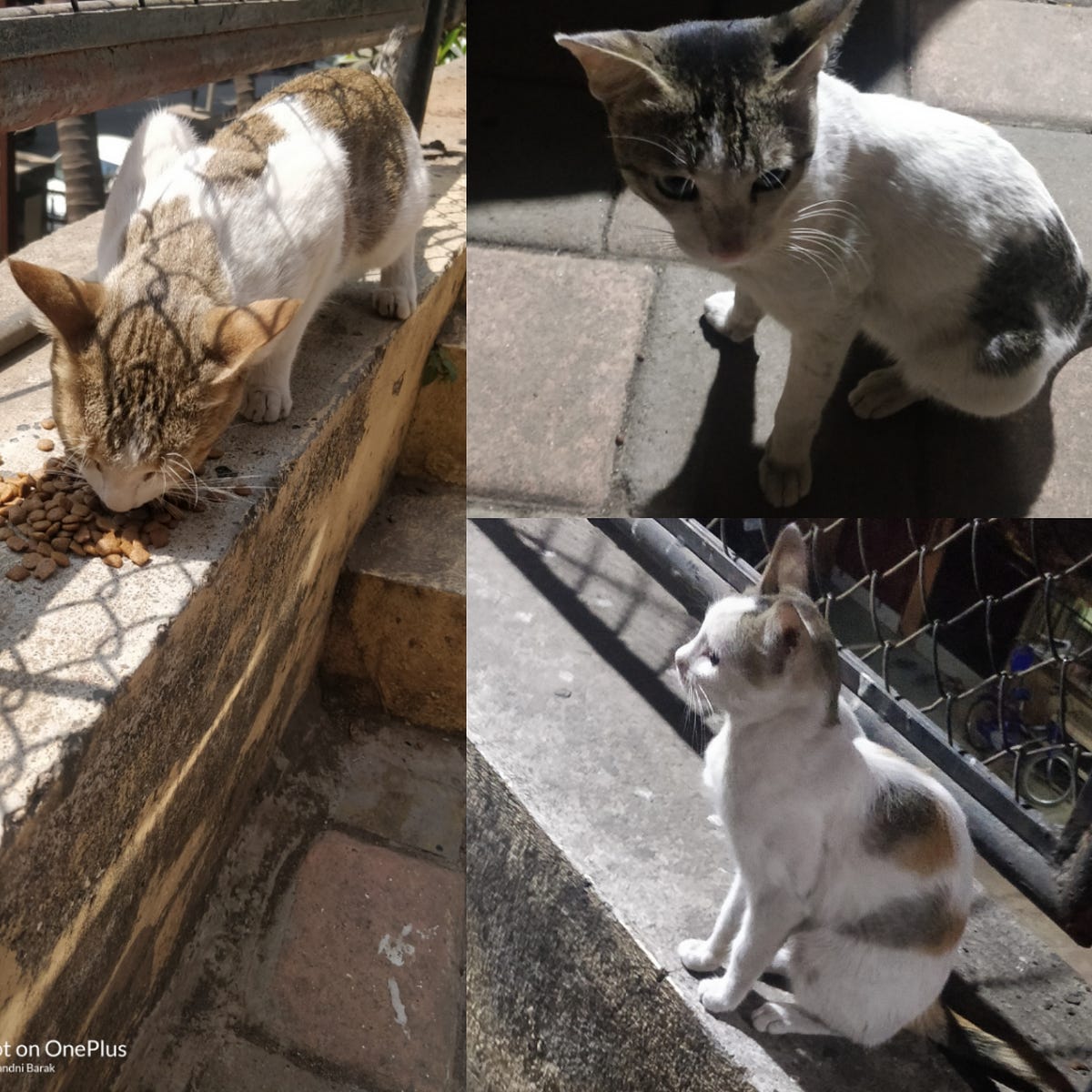 STRAY FEEDER 🐕🐈. Today is the zillionth time I have been… | by Chandni ...