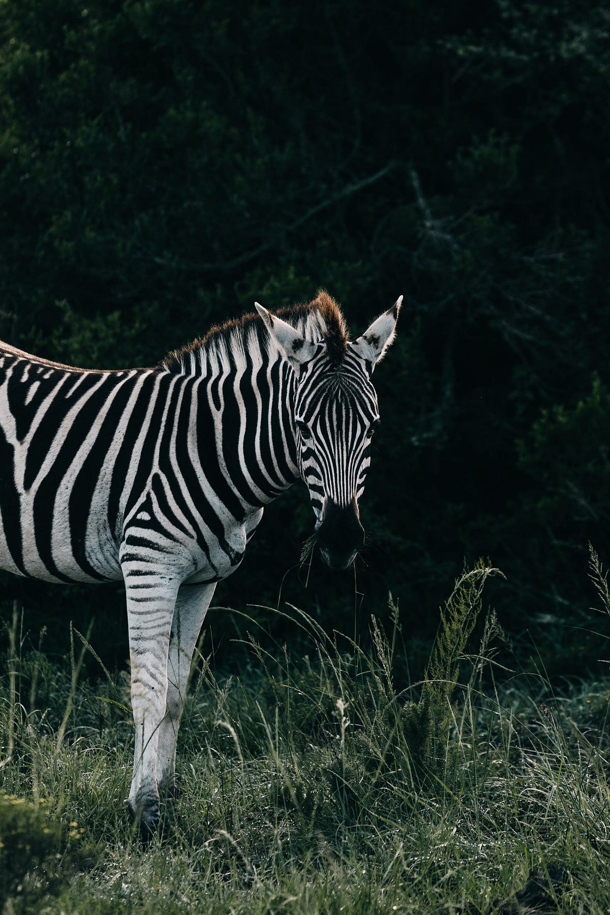 Recognizing Your Zebra Stripes. The Many Symptoms and Comorbidities of ...