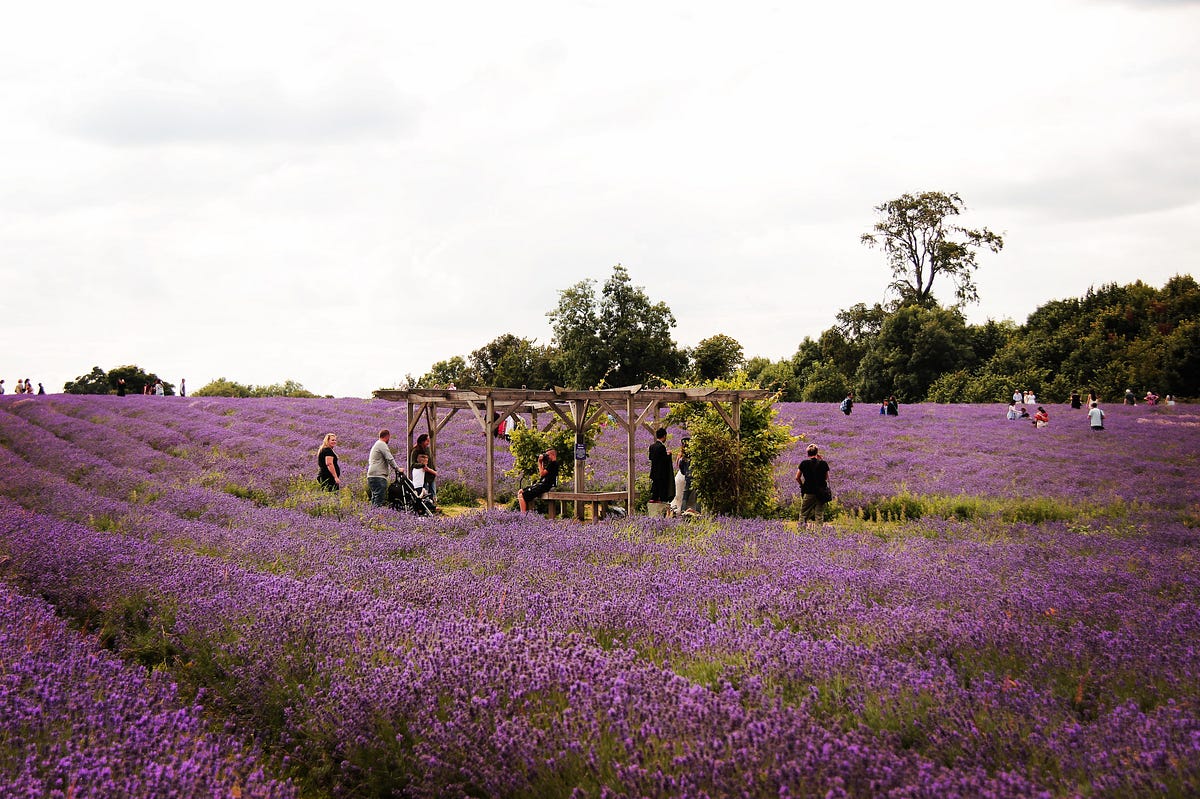 A Purple Saturday in London. I moved to London two months ago and… | by ...