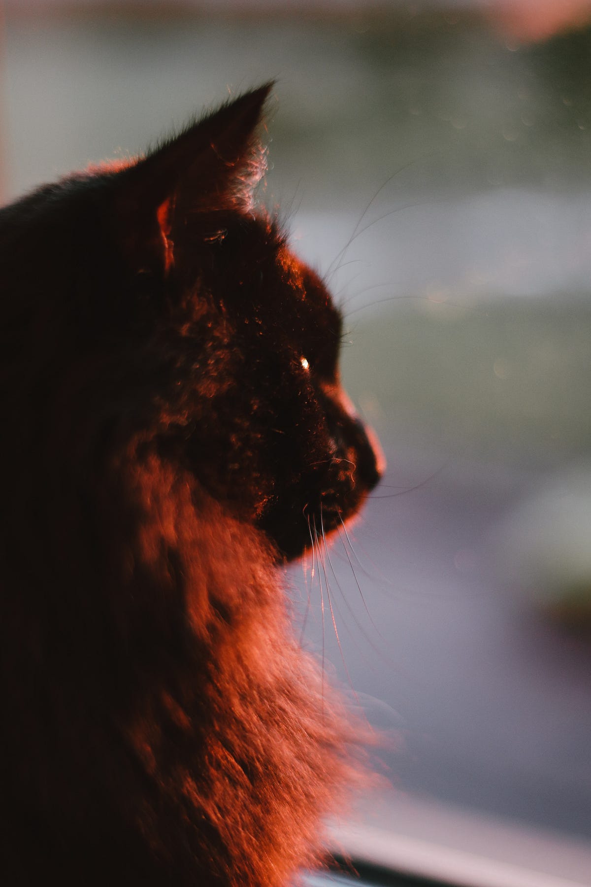 Window Licking Good. Photo by pure julia on Unsplash | by The Angry ...