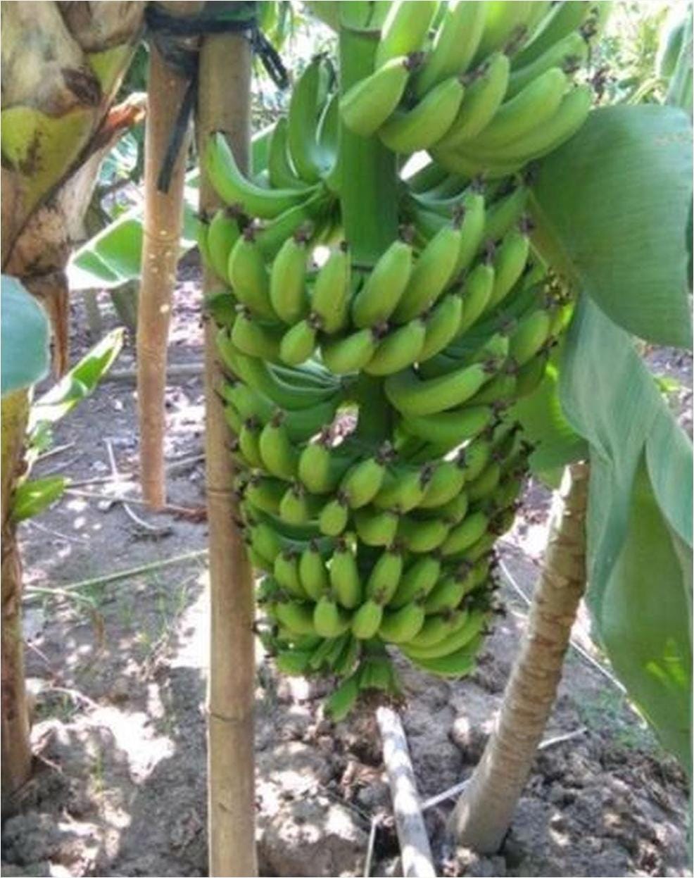 Bibit Pisang Morosebo Import Mini Cebol Buah Warna Hijau Pendek Kota ...