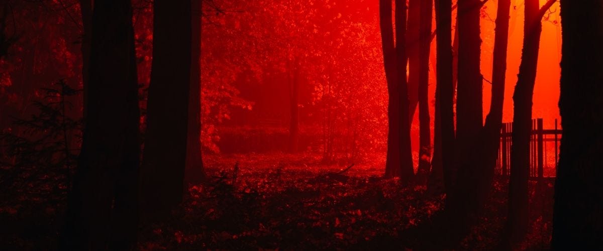 Creepy Red Forest Wallpaper