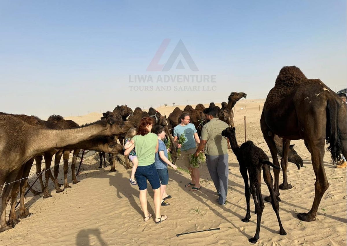 Discover the Thrills of Liwa Adventure Tour and Safari in Abu Dhabi ...