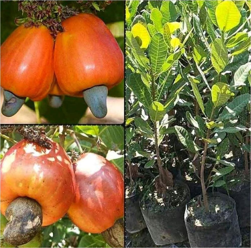 Bibit Jambu Mete Tanaman Mede Monyet Banjarnegara | by Agro Tani ...