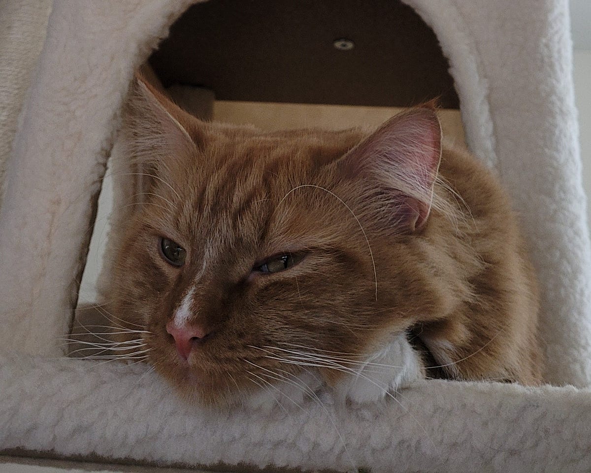 Priorities in This Home. The cats know where they rank | by Lyndz Cay ...