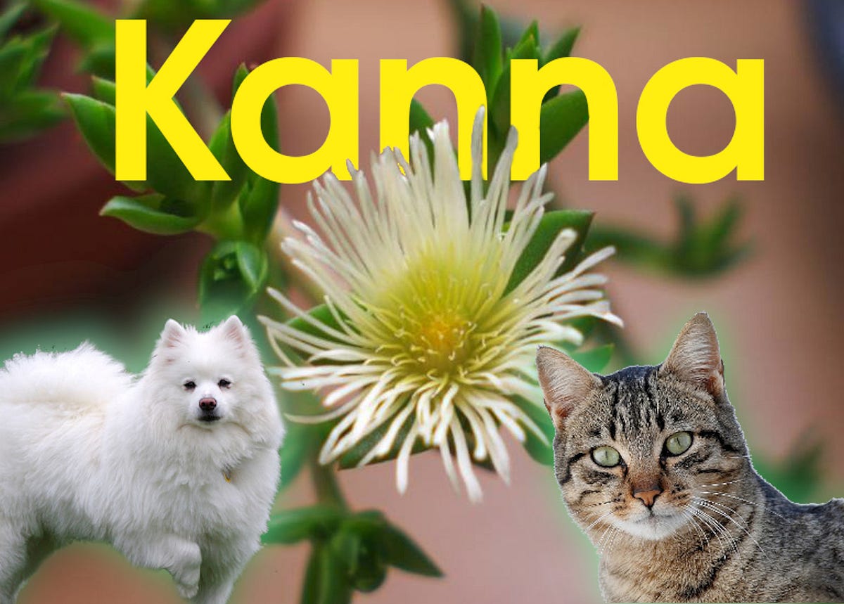 Kanna — Calm Yourself and Your Pet | by Alexandre Porto | Zoomie Garden ...