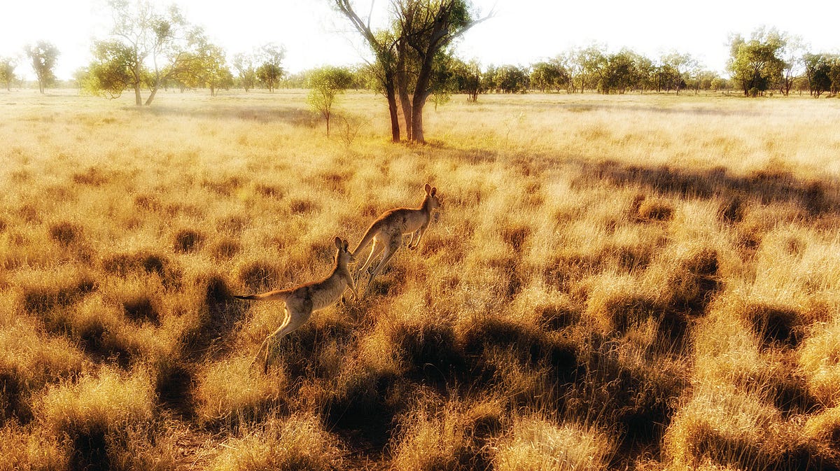How To Book Charleville Bilby Experience Tour in Queensland? | by ...