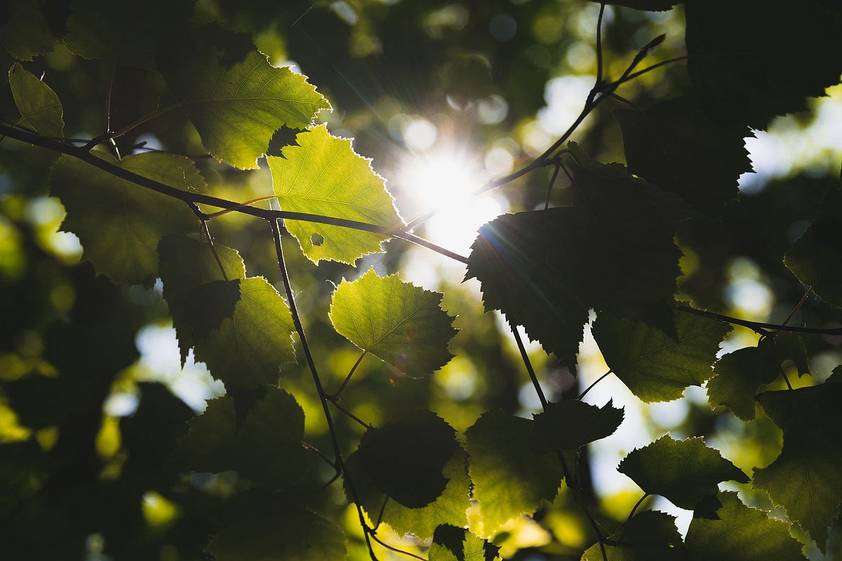 Forestry — A static website CMS. Static websites are getting more and ...