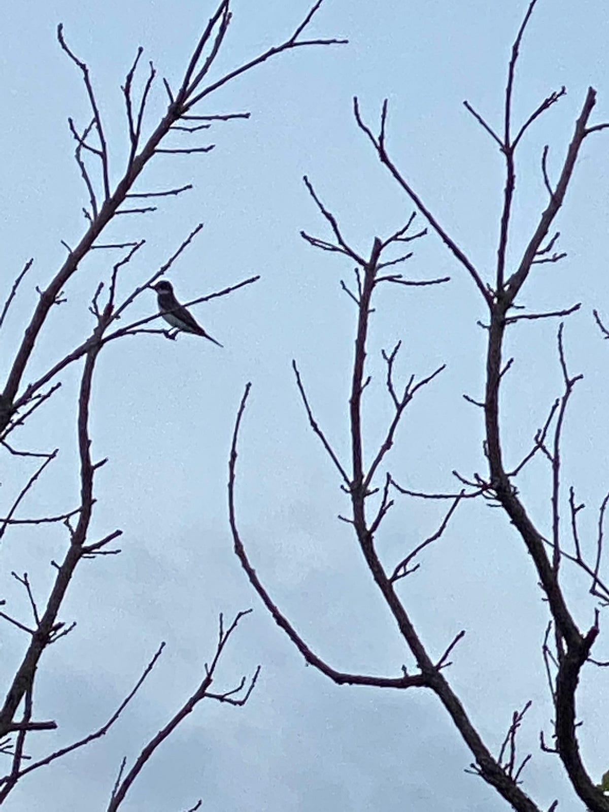 My Week in Photos — Nature Ramble | by Gauri Sirur | SNAPSHOTS | Medium