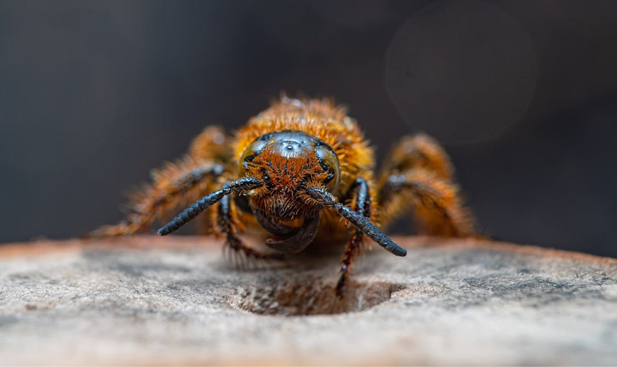 The Shocking Healing Power of Bee Stings: A Cure for Cancer? | by Veer ...