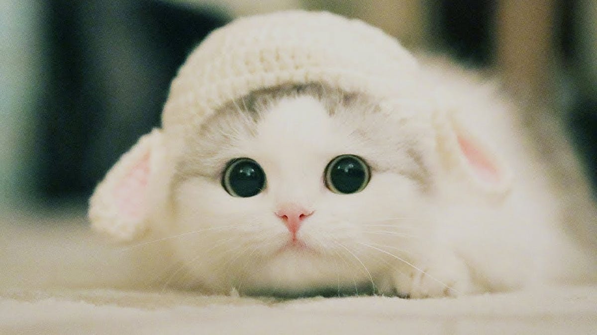 The Science of Cuteness. Think of the kitten in the picture… | by ...