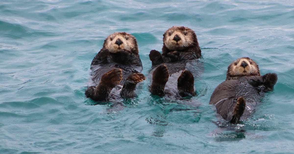 The Philosophy of Otters: Exploring the Depths of Playfulness and ...