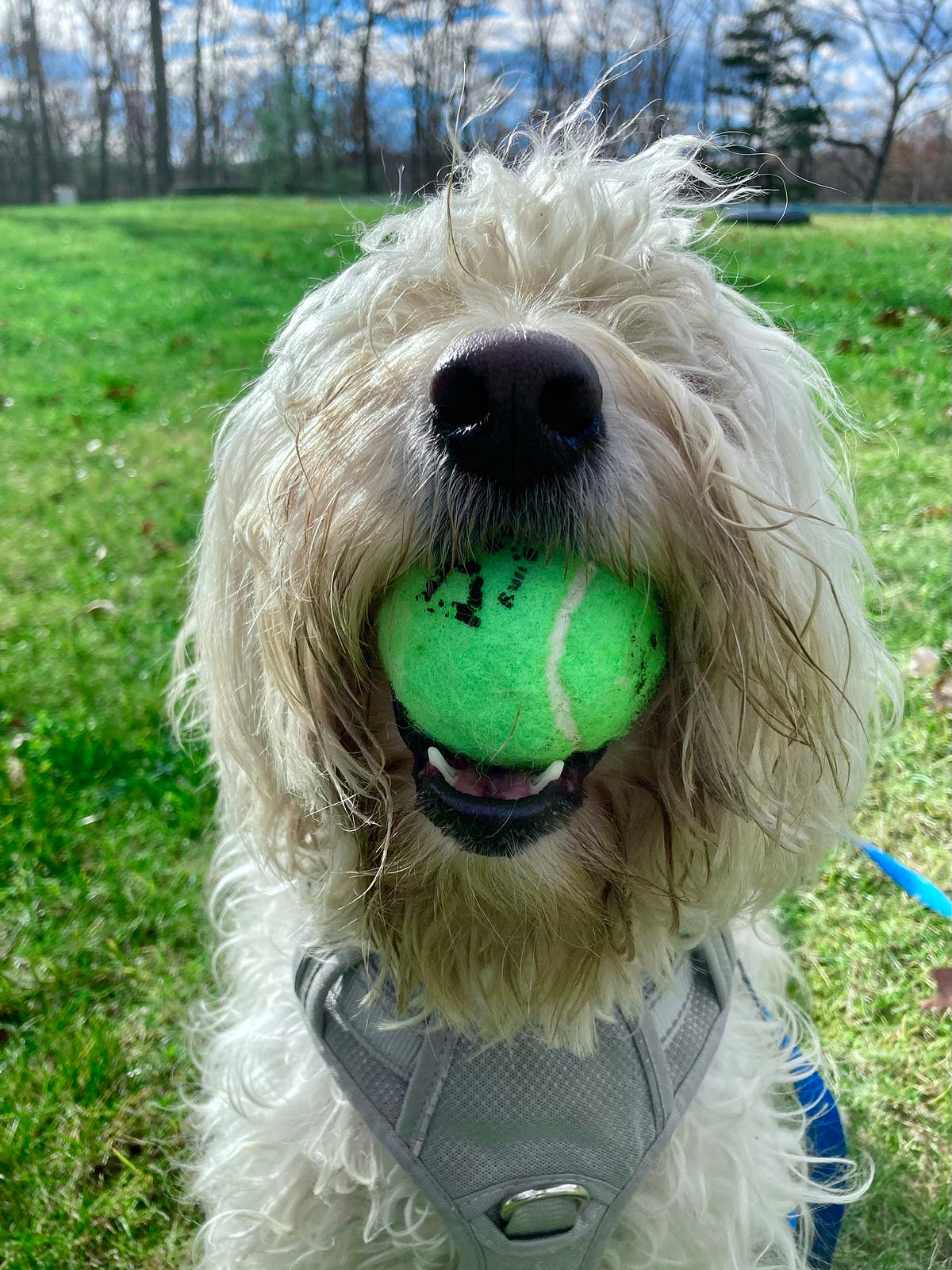The Seven Steps to Creating a Dog with Problems | by Stacy Alldredge ...