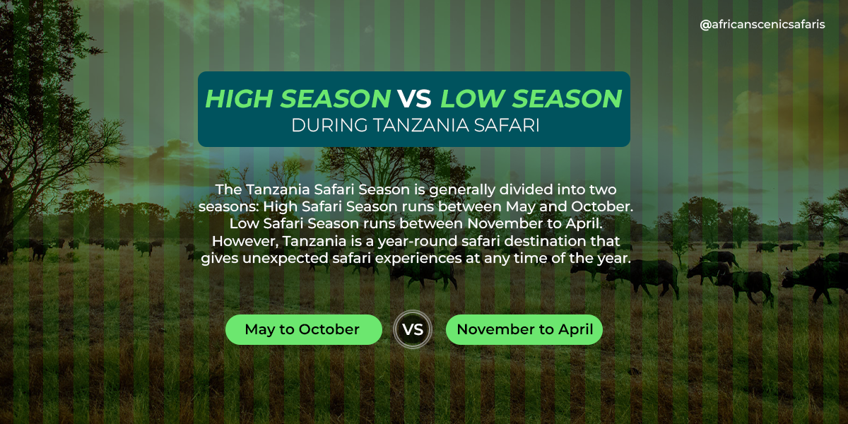 High Season Vs. Low Season Tanzania Safari | by Africanscenicsafaris ...