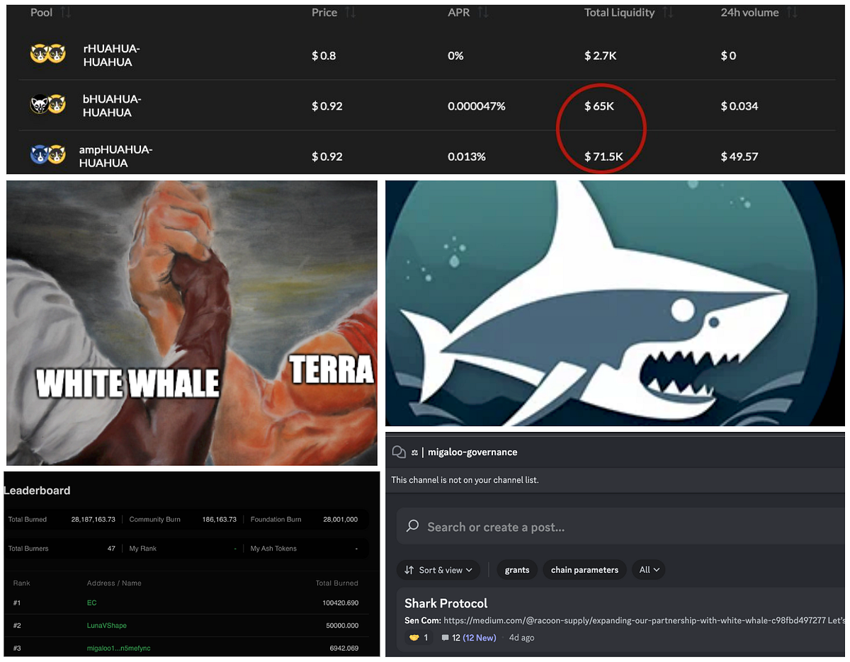 Recap of the 1st week of August. Highlights about WhiteWhale and Migaloo Zone. | by Whaley DAO ...