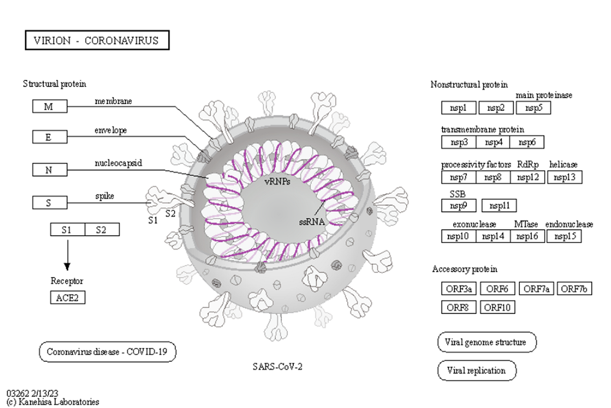 SARS-CoV-2 proteins.. SARS-CoV-2, is a novel coronavirus that… | by ...
