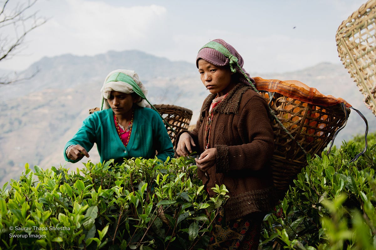 Brewing Memories: Tea Tourism at the Heart of Kanchanjangha Tea Estate ...