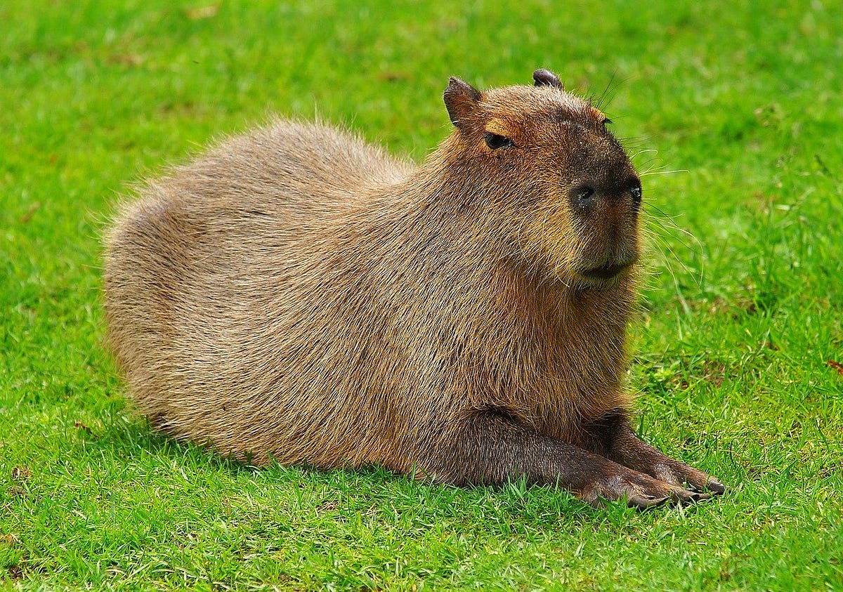 Congratulations! Your Adoption of Pepita the Capybara Comes With New ...