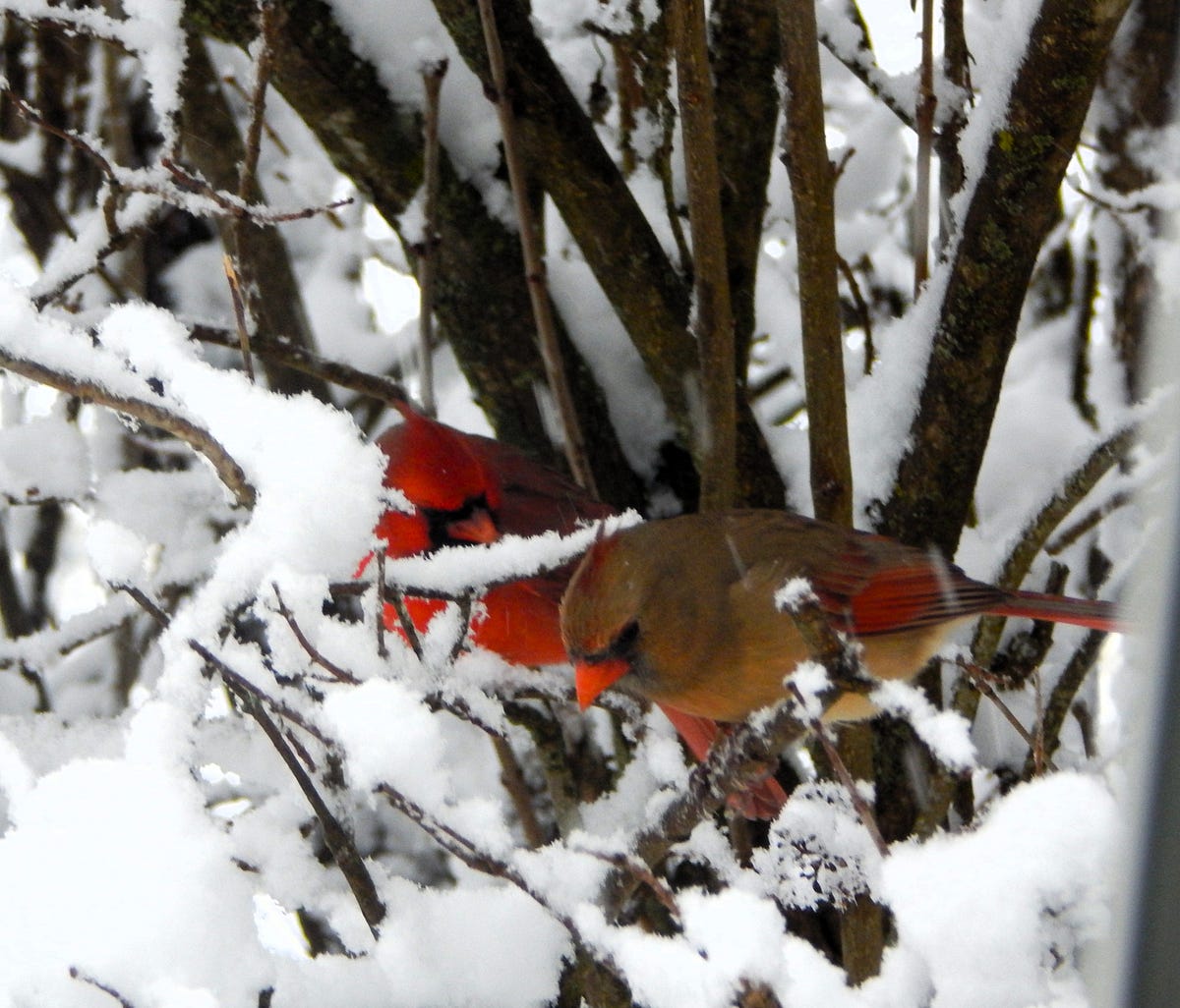 For Your Enjoyment: Some Bird Photos and an Update From Project ...