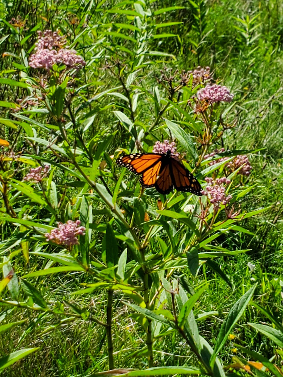 Mighty Monarchs. Monarch butterfly feature | by Charlene Marron ...