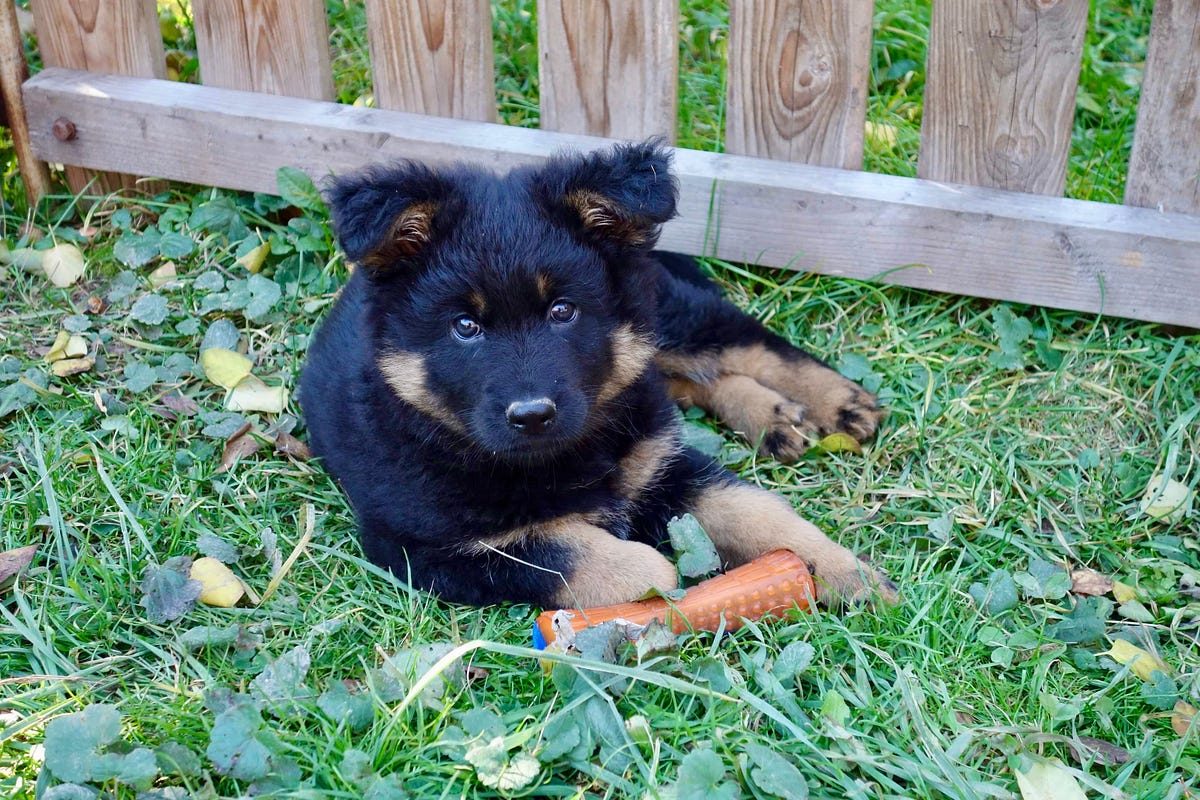 Pasha: The Runaway Puppy. A Journey of Loss, Community Support… | by ...