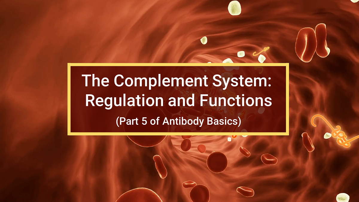 The Complement System: Regulation and Functions (Part 5- Antibody ...