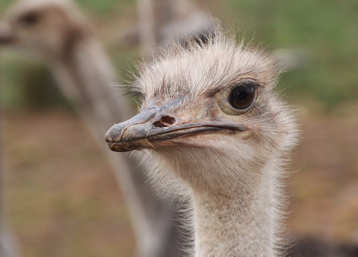 Ostrich Eye - Write Under the Moon - Medium