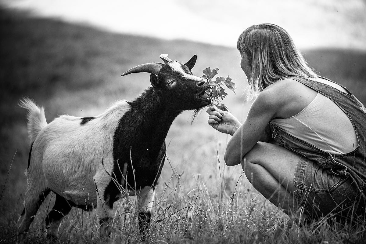 10 Photos To Inspire Compassion For Animals | by We Animals | Medium