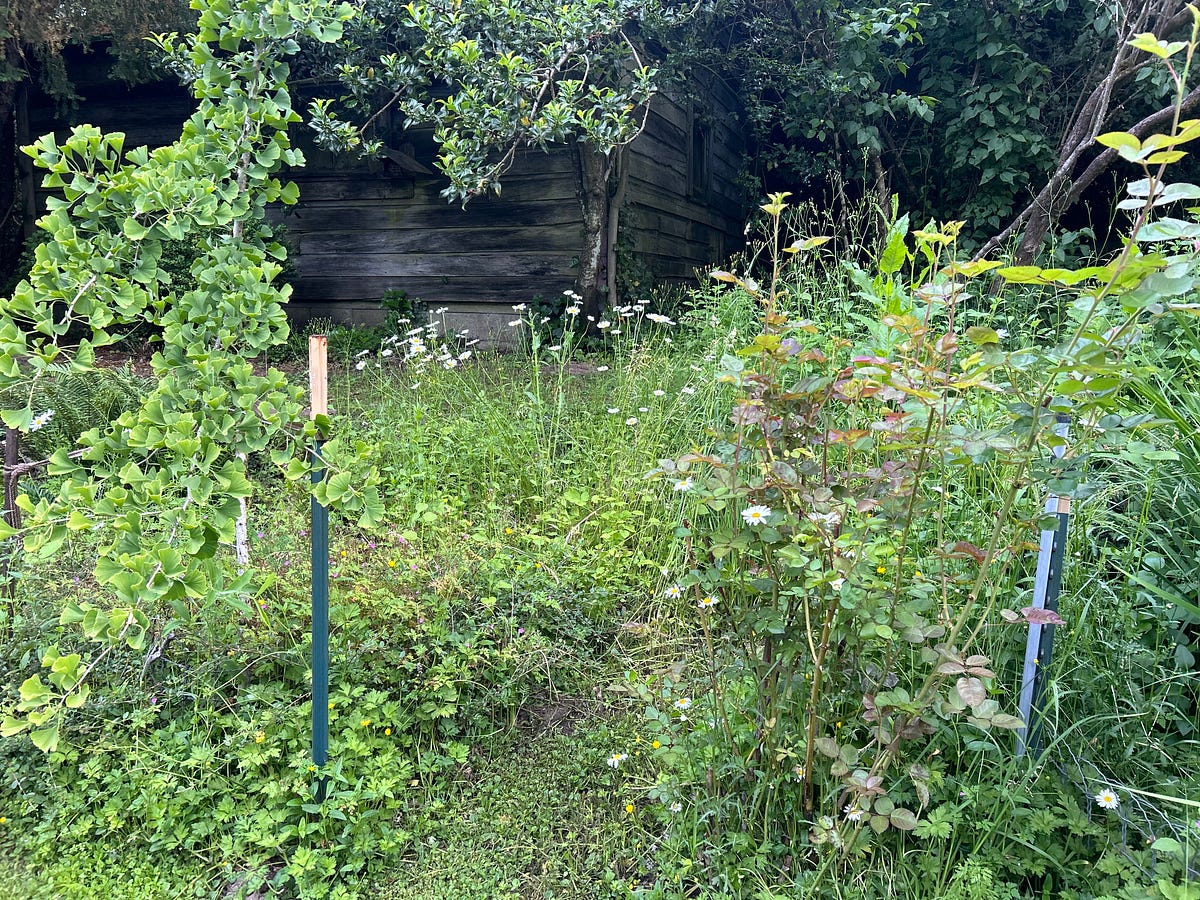 I Couldn’t Find My Felco Pruners. When all else fails, pray | by JonesPJ | Good Vibes Club | Jun ...