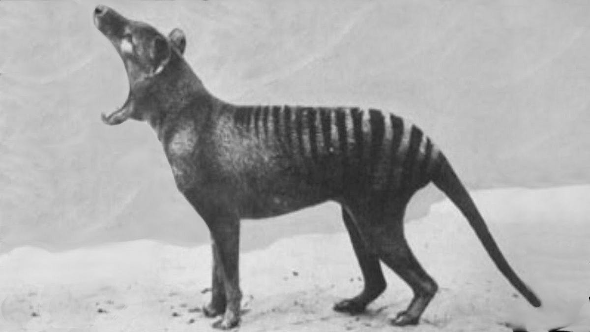 Extinct Animals. Animals | by HA-writes⭐ | Nov, 2024 | Medium