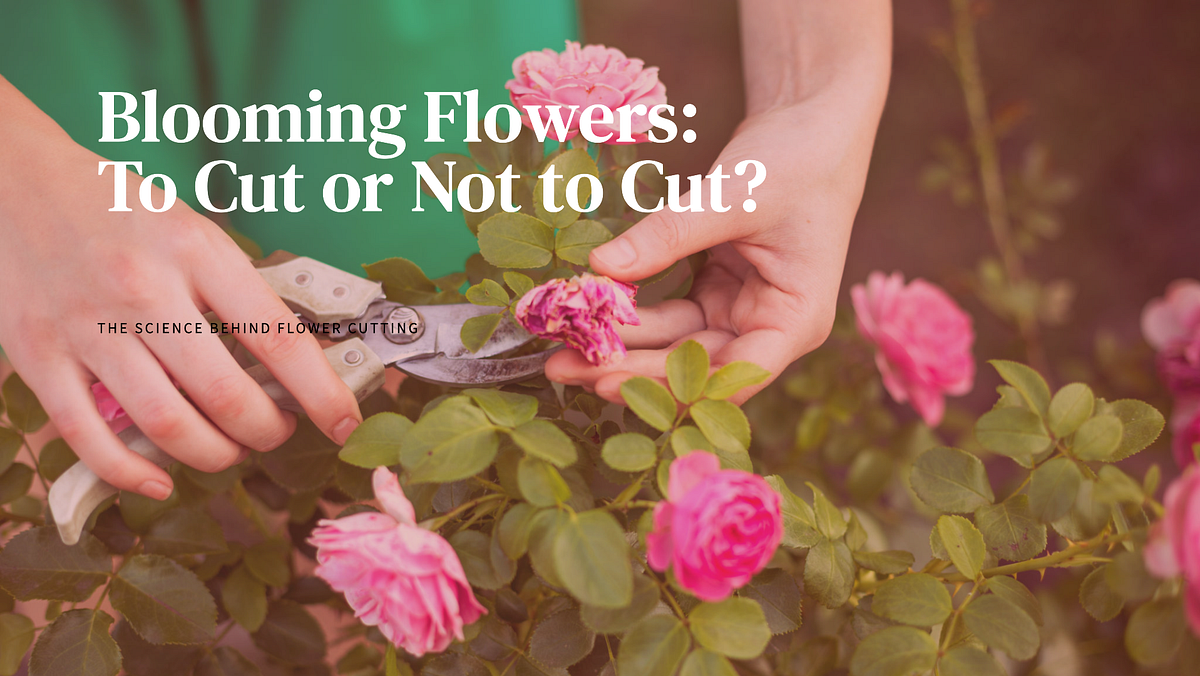 Why Is It Necessary to Cut Flowers After They Bloom? | by Rahul Saini ...