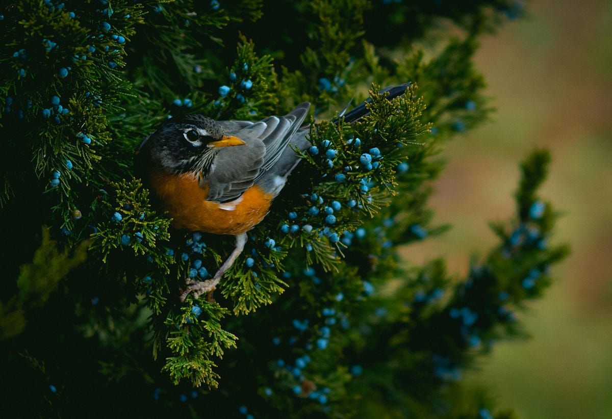 Bathtub Gin. a poem- from berries to tea | by Michele Nampalli | Pen ...