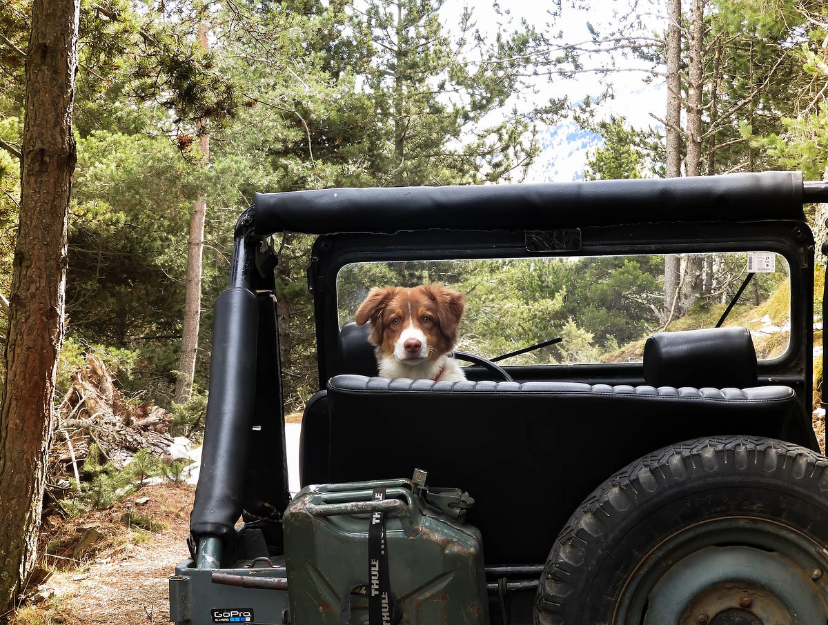 Jeep Therapy. How a little Jeep and its community… | by Rochelle Gorts ...