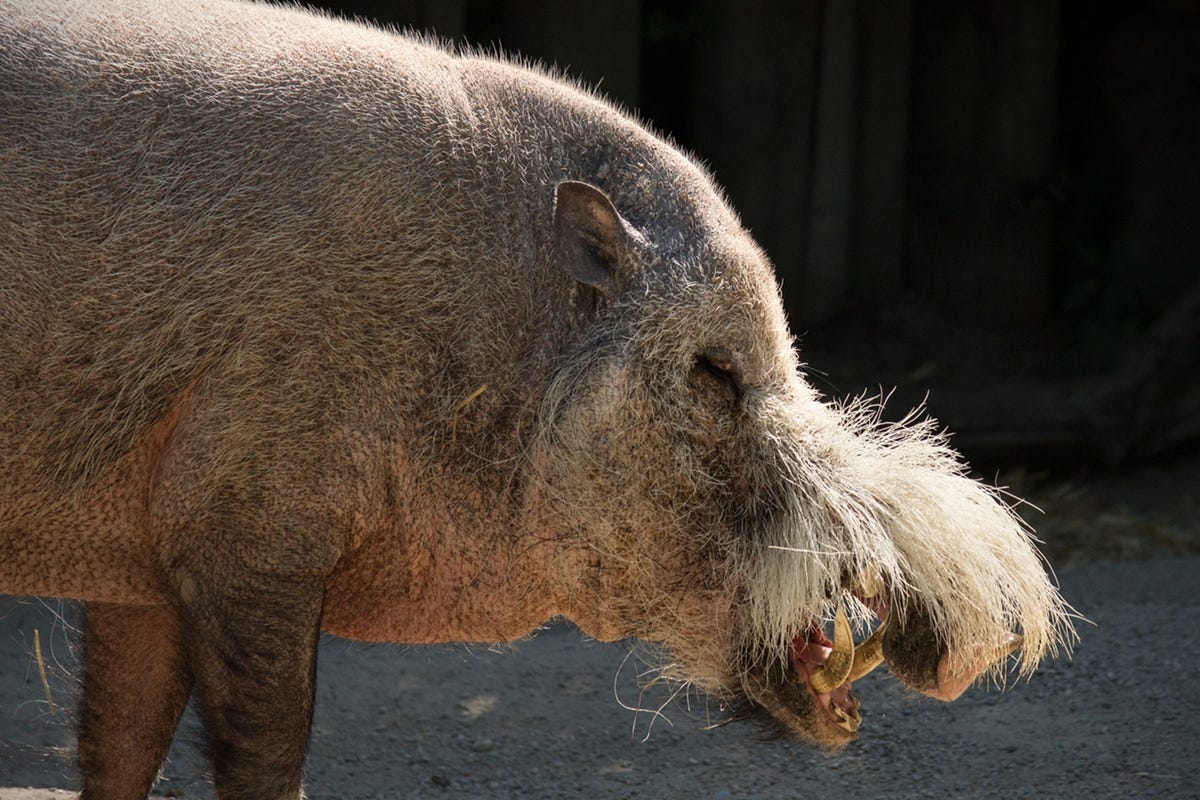 Wild pigs of Southeast Asia | Monsoon podcast | Monsoonpodcast