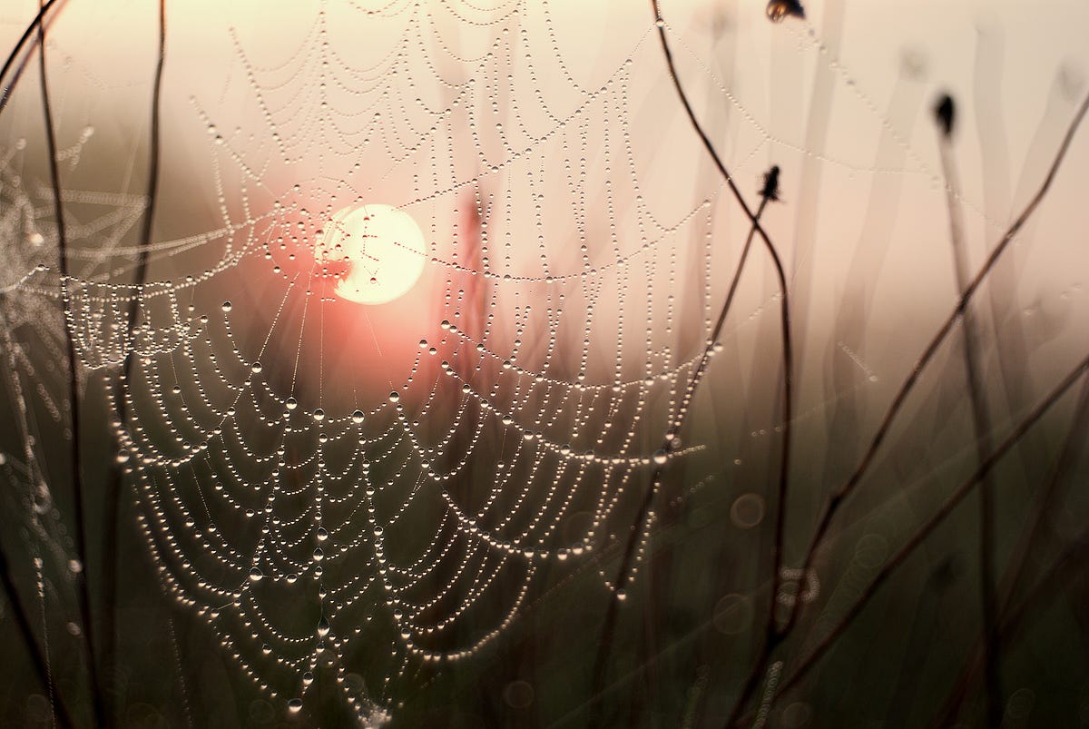 In Search of Stillness. In a poem from her book Noise… | by Sandra Fox ...