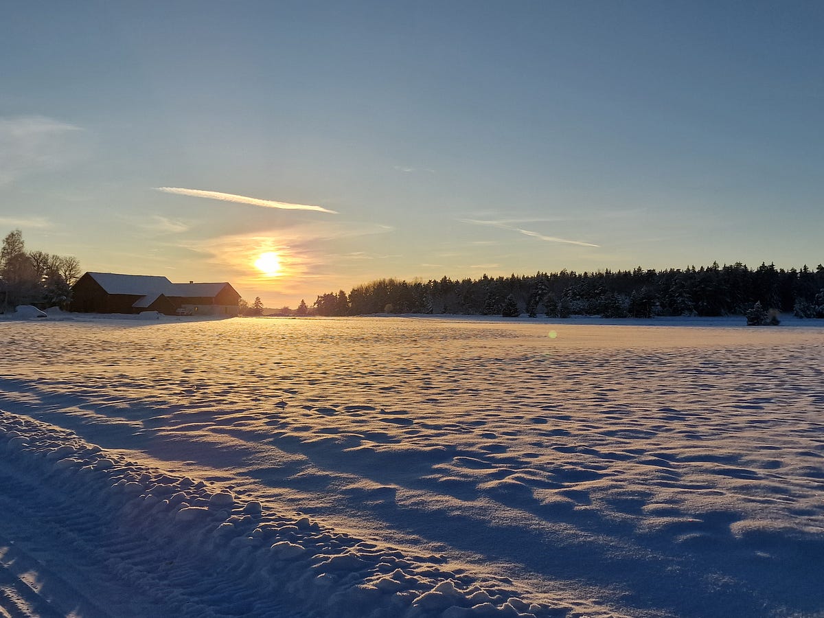 Daybreak in the Winter Forest. Light and Mystery of a Forest at Dawn ...