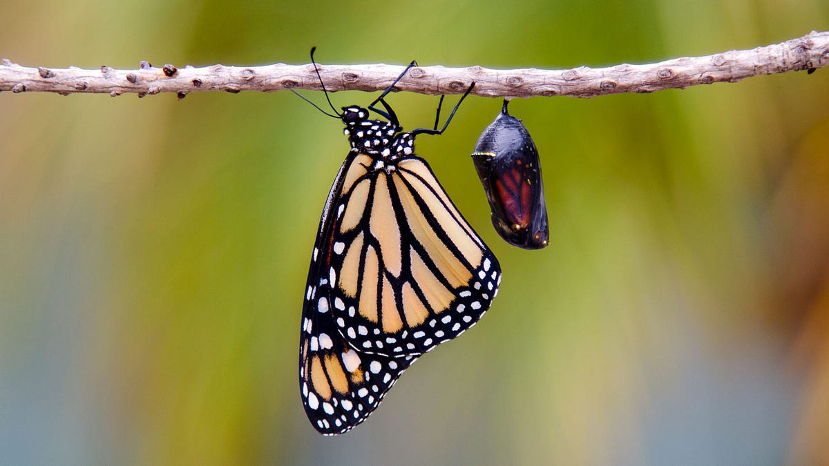 You are Meant to Grow. A recap in biology | by Zaithwa Matemvu ...
