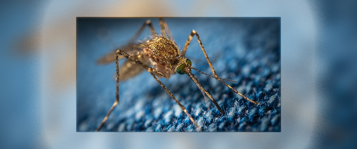 The Mosquito That Did Not Bite.. Don’t judge, we are all different ...