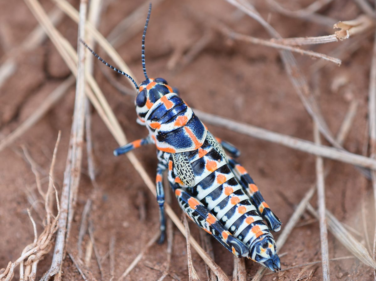 Rainbow Colored Grasshoppers. Believe it or not there is actually a ...