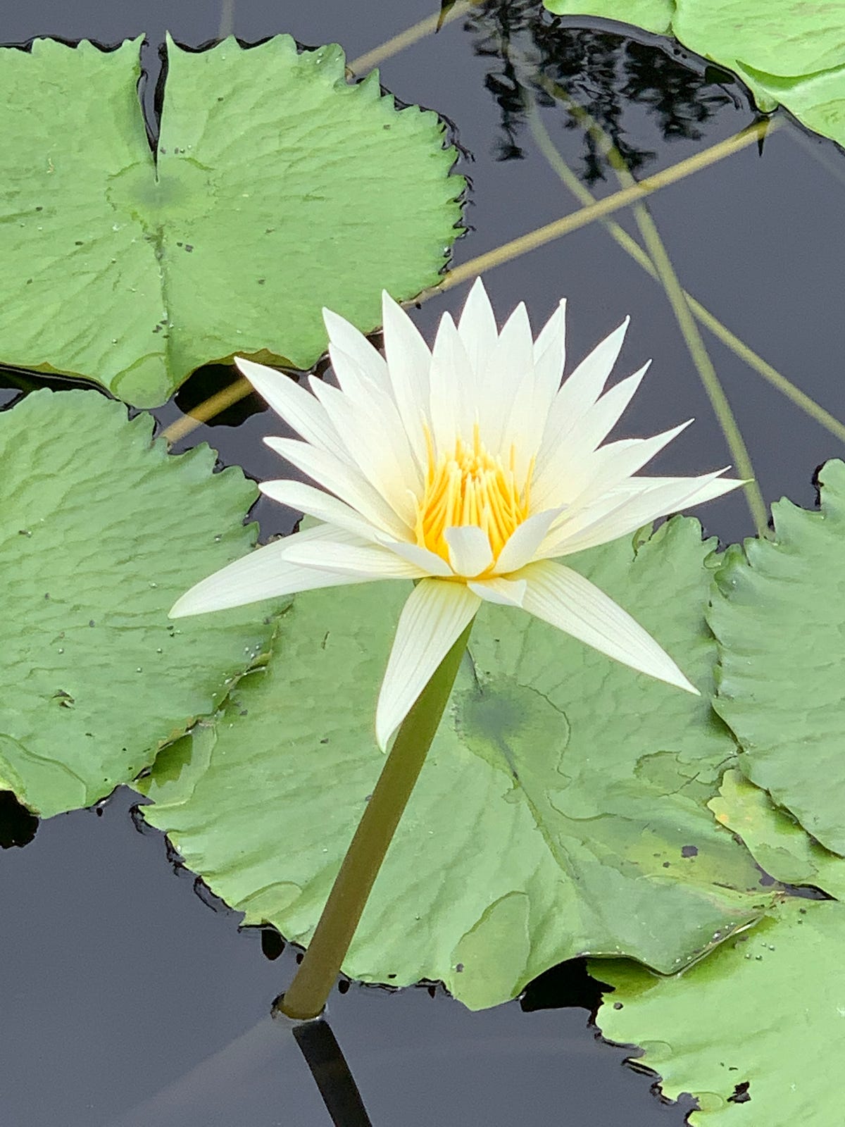 White Lotus. Plus pink, yellow, purple, red and… | by Tim Ward, Mature ...