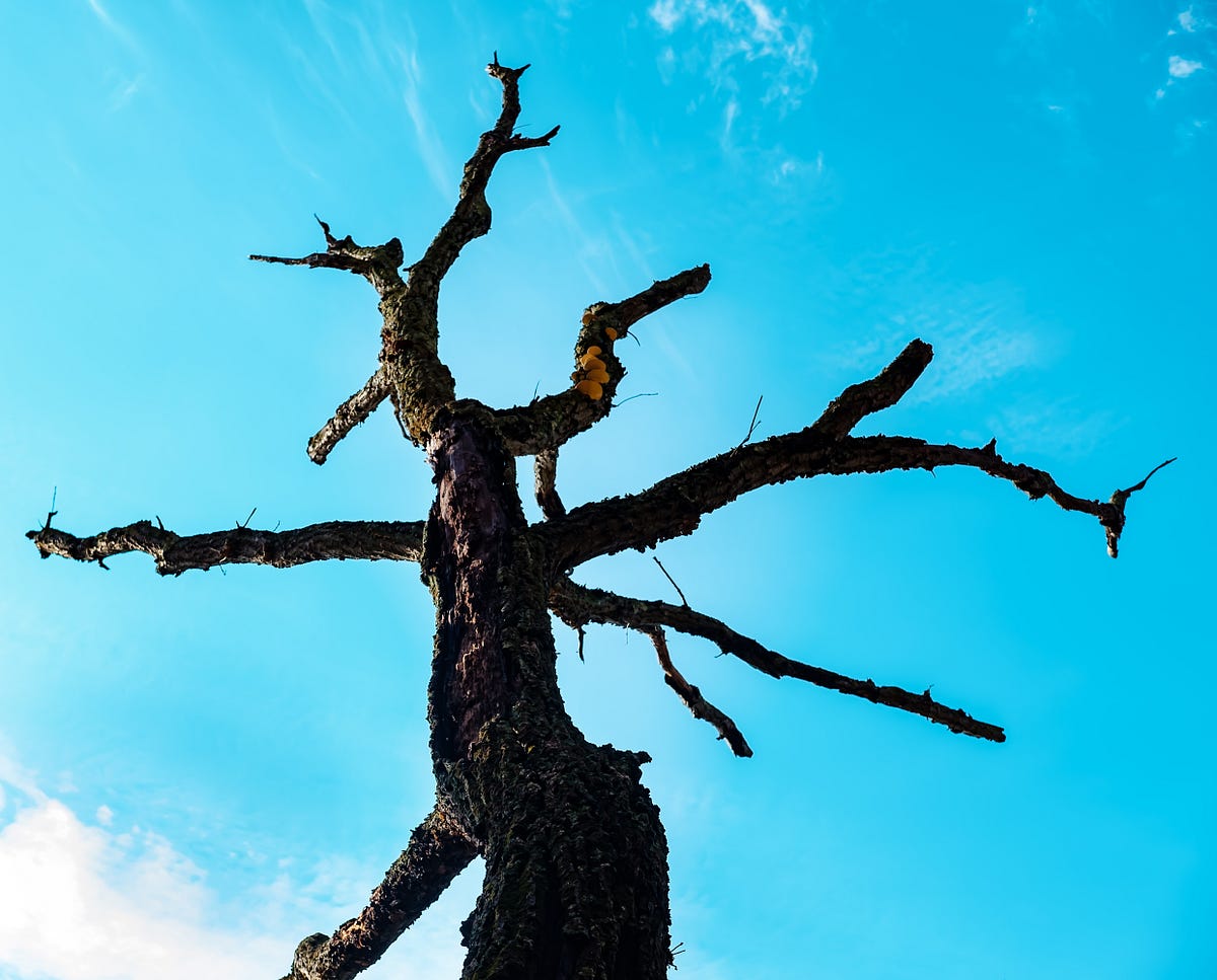 Dendrophile. I want to reveal something personal to… | by Tim Bindner | Medium