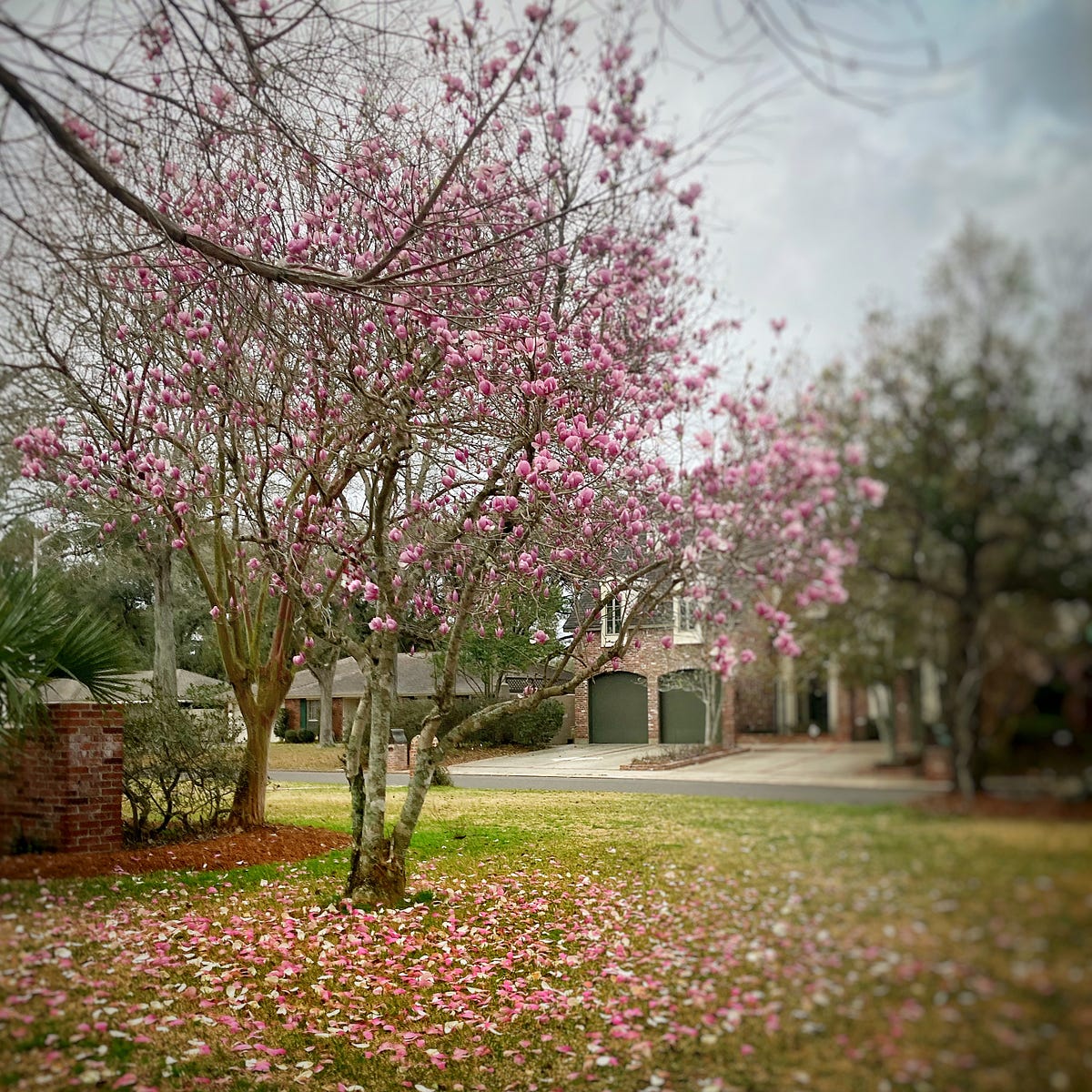Tulip Magnolia - Iceberg’s Poetry - Medium