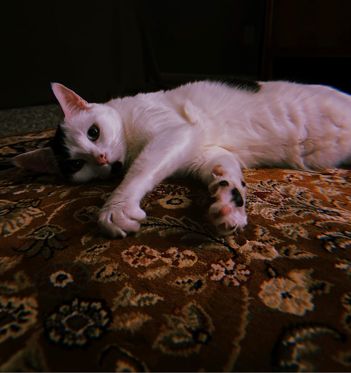 In the Stillness of Dawn: A Poem for My Cat | by Kelsey Hirsch | Picture Poetry | Aug, 2025 | Medium