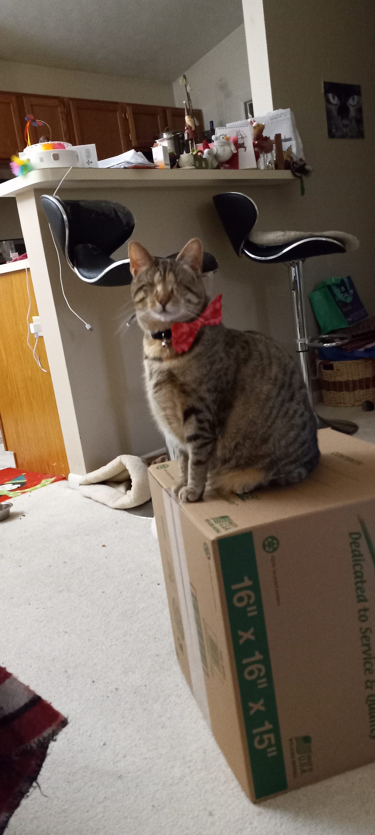 My Cats are Masterminds. Understanding the calculating behavior… | by ...