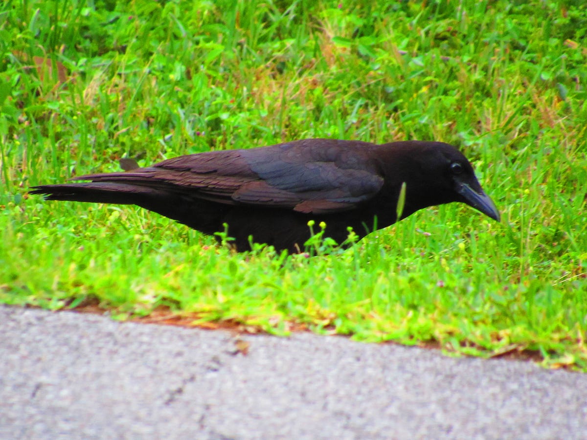 A Crowy Week. My week in photos | by Dennett | Weeds & Wildflowers | Medium