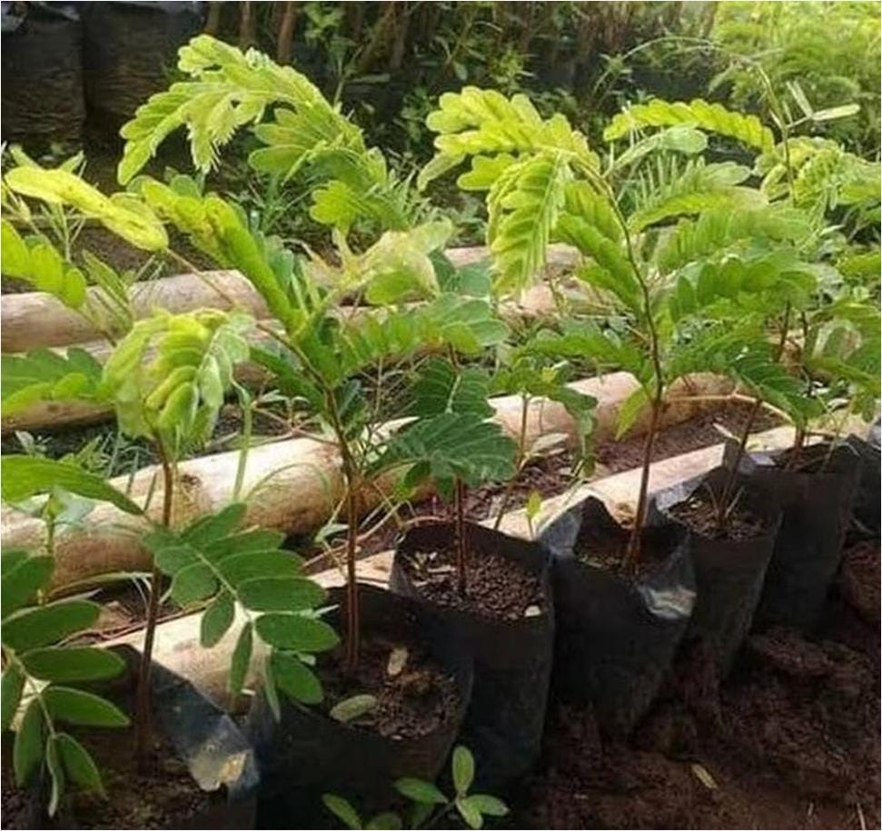 Bibit Asam Jawa Lagi Viraall Tanaman Buah Jawa-Pohon Top Markotop ...