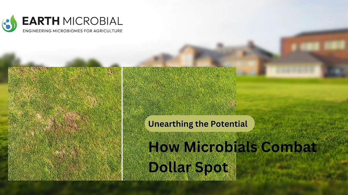 UNEARTHING THE POTENTIAL: HOW MICROBIALS COMBAT DOLLAR SPOT - Earth ...